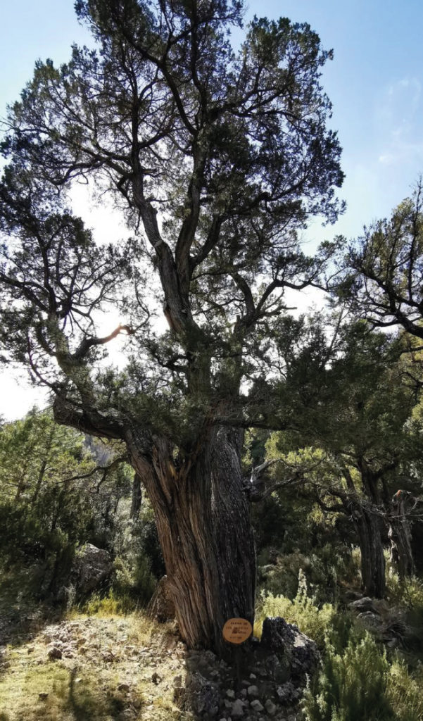 RUTA AMARILLA: SABINAS, TESTIGOS DEL TIEMPO - Rincón de Ademuz